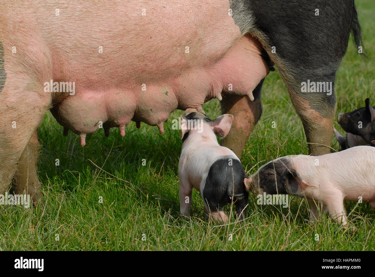 Breed of pig hi-res stock photography and images - Alamy