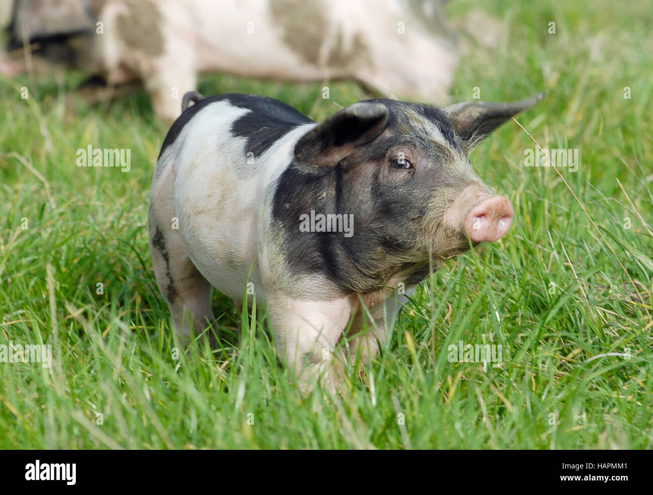 Breed of pig hi-res stock photography and images - Alamy