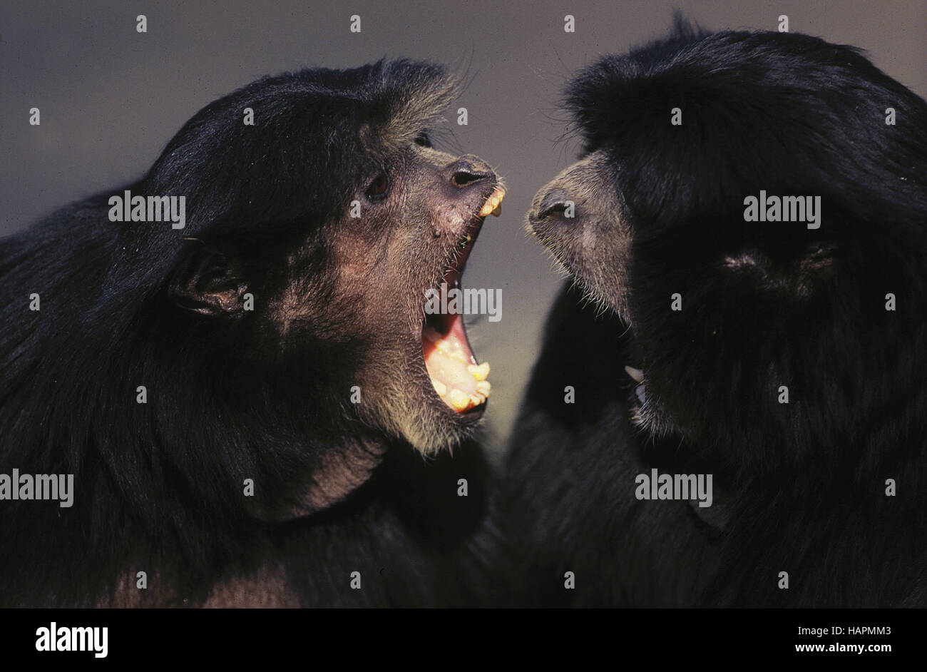 Monkeys yelling hi-res stock photography and images - Alamy