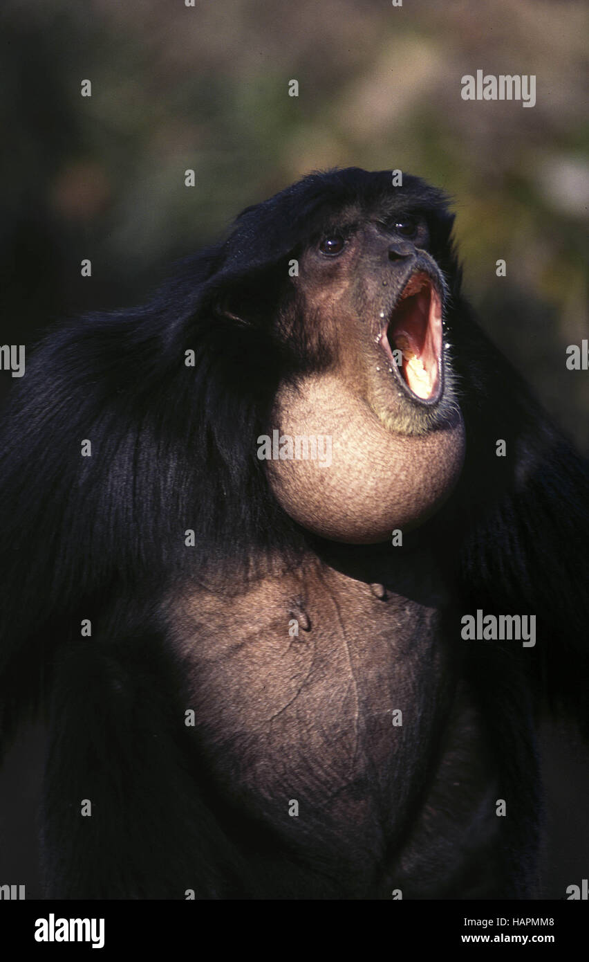 Monkeys yelling hi-res stock photography and images - Alamy