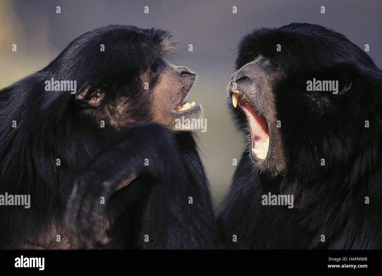 Monkeys yelling hi-res stock photography and images - Alamy
