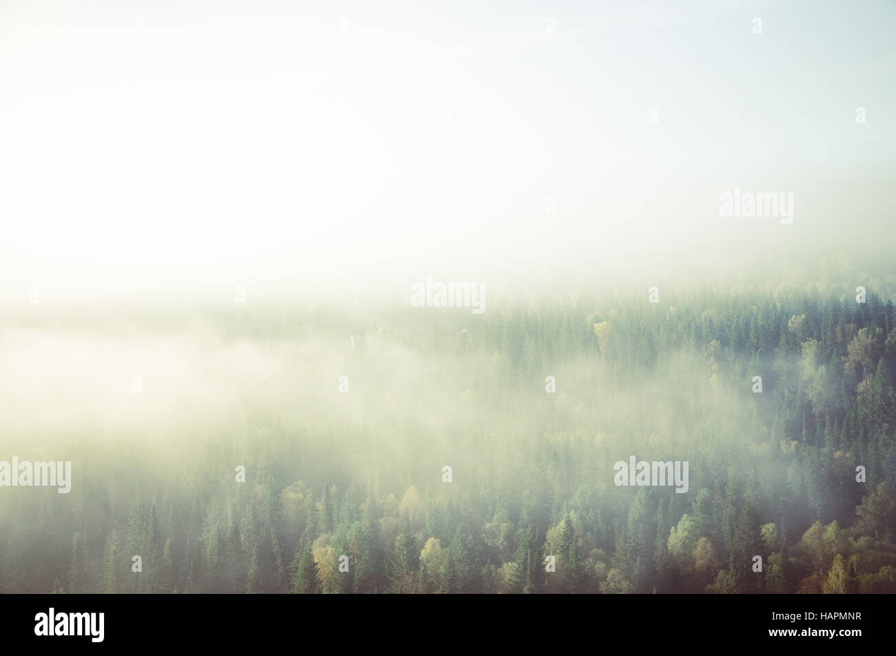 thick fog covered with thick coniferous forest. forest with a bird's ...