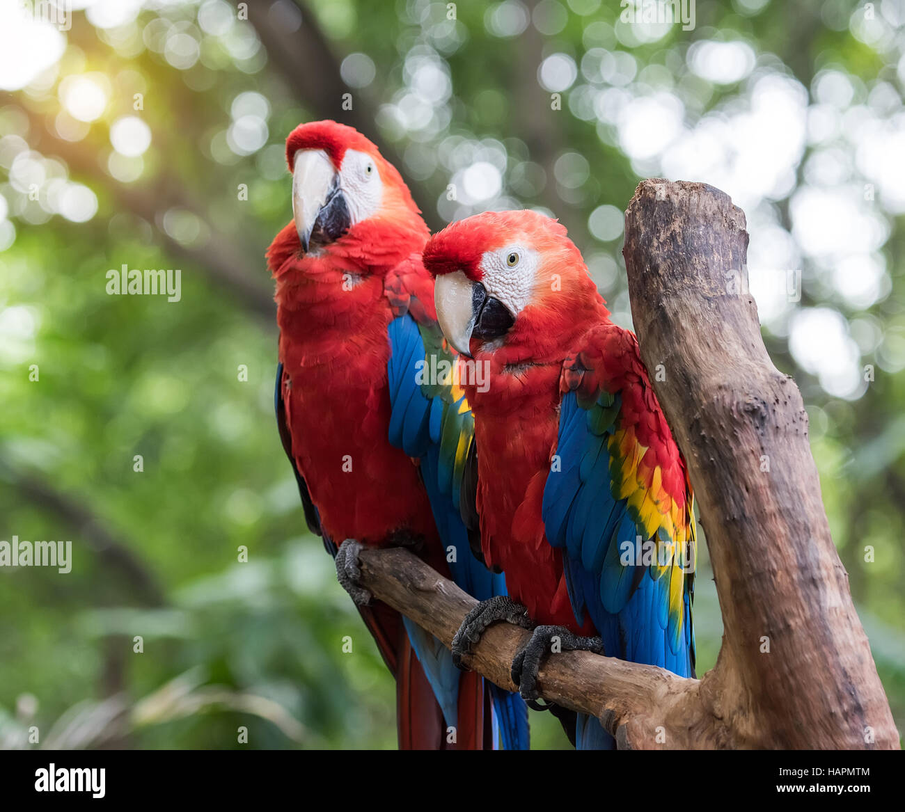 Colourful parrots bird sitting on the perch Stock Photo - Alamy