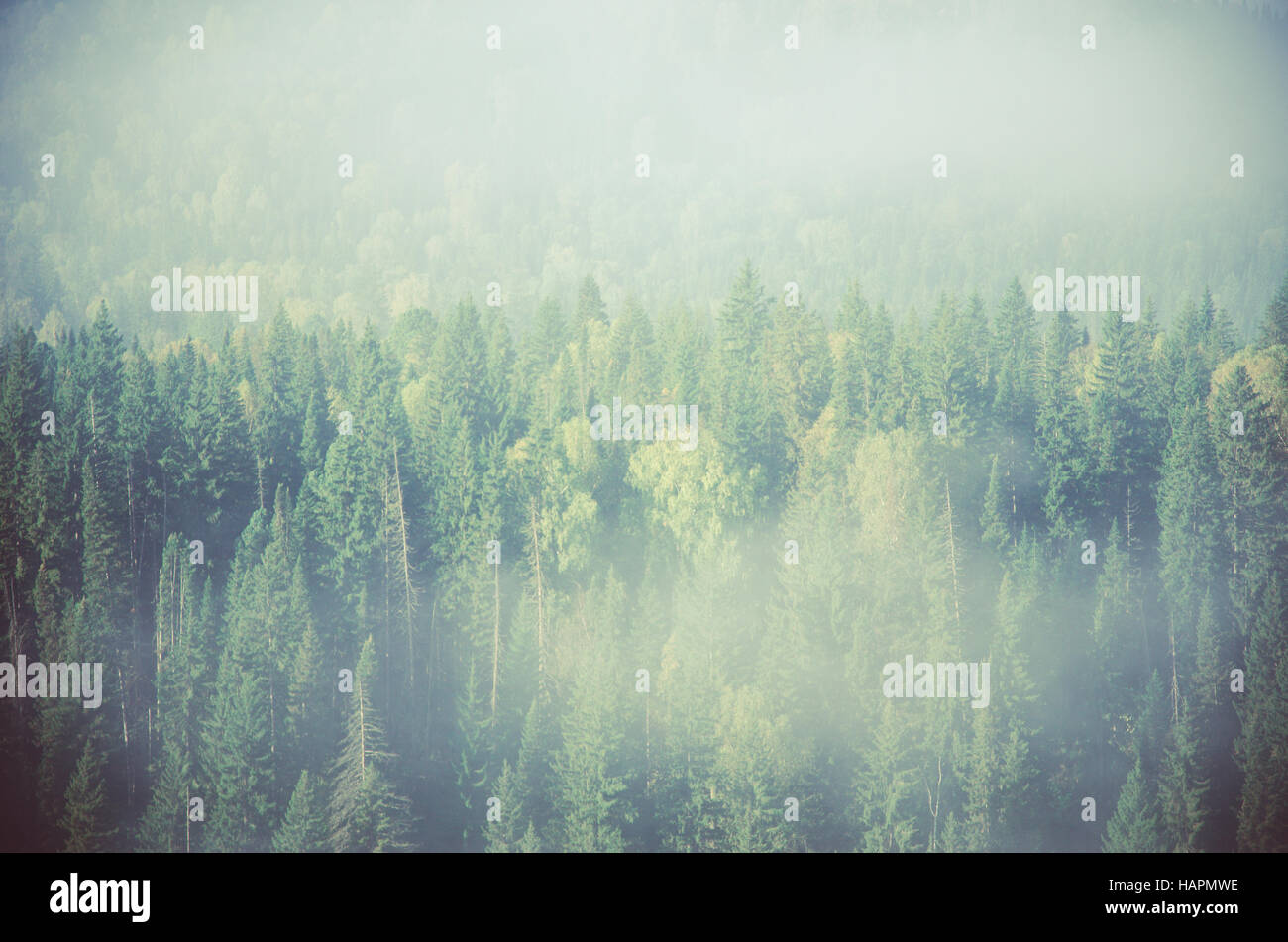 thick fog covered with thick coniferous forest. forest with a bird's ...