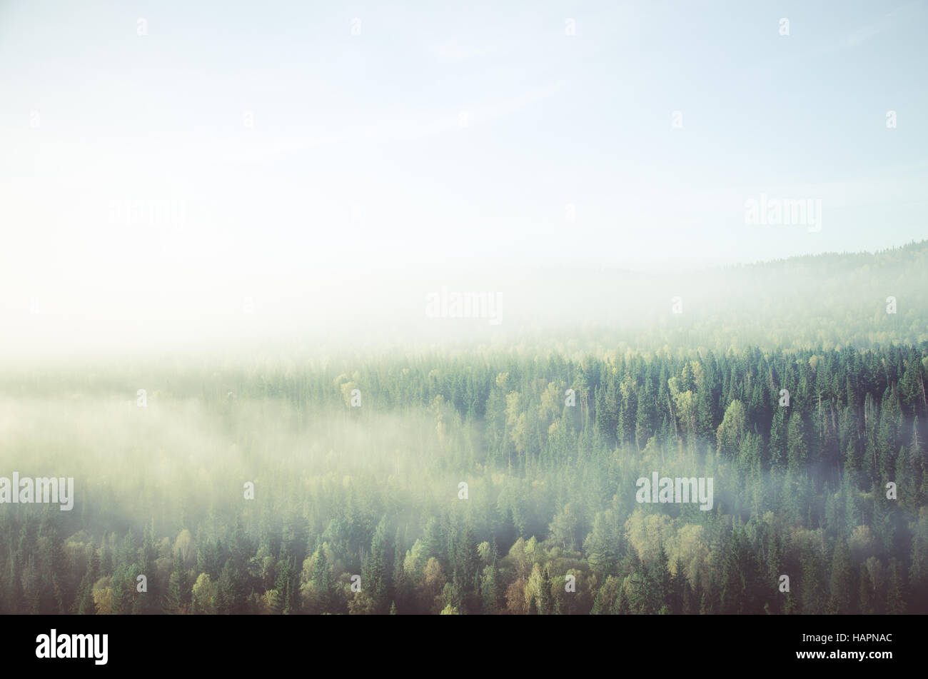 thick fog covered with thick coniferous forest. forest with a bird's ...