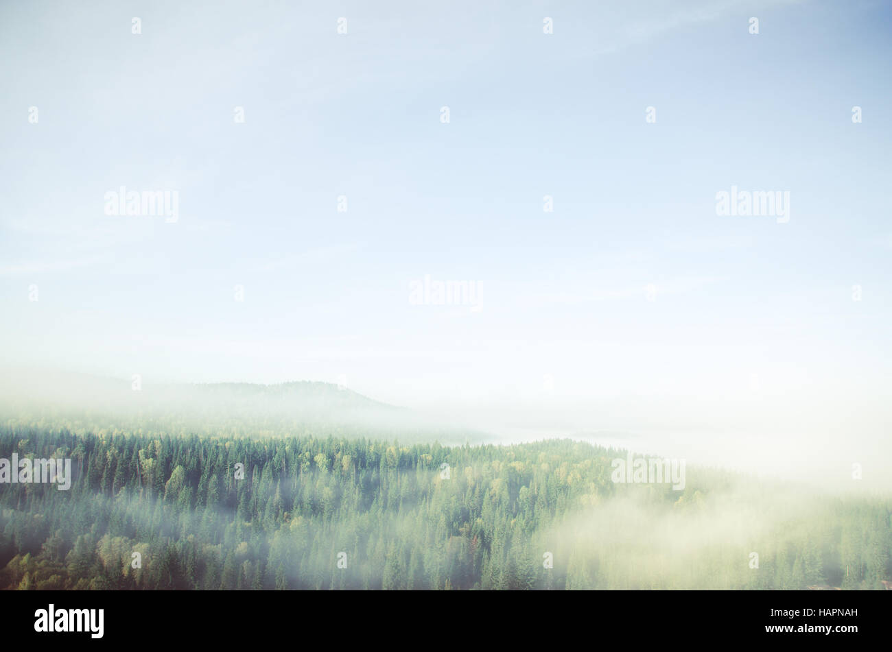 thick fog covered with thick coniferous forest. forest with a bird's ...