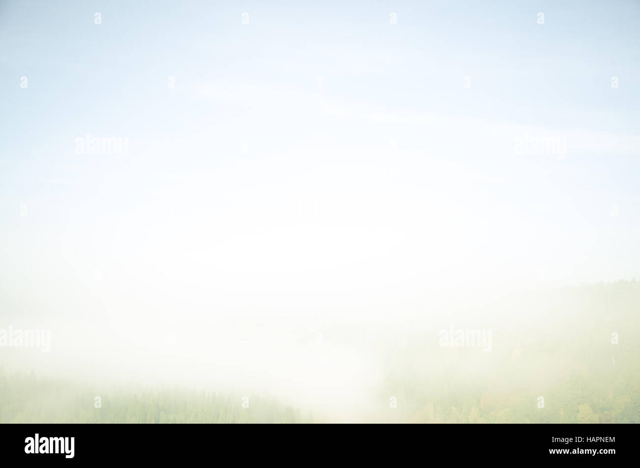 thick fog covered with thick coniferous forest. forest with a bird's ...