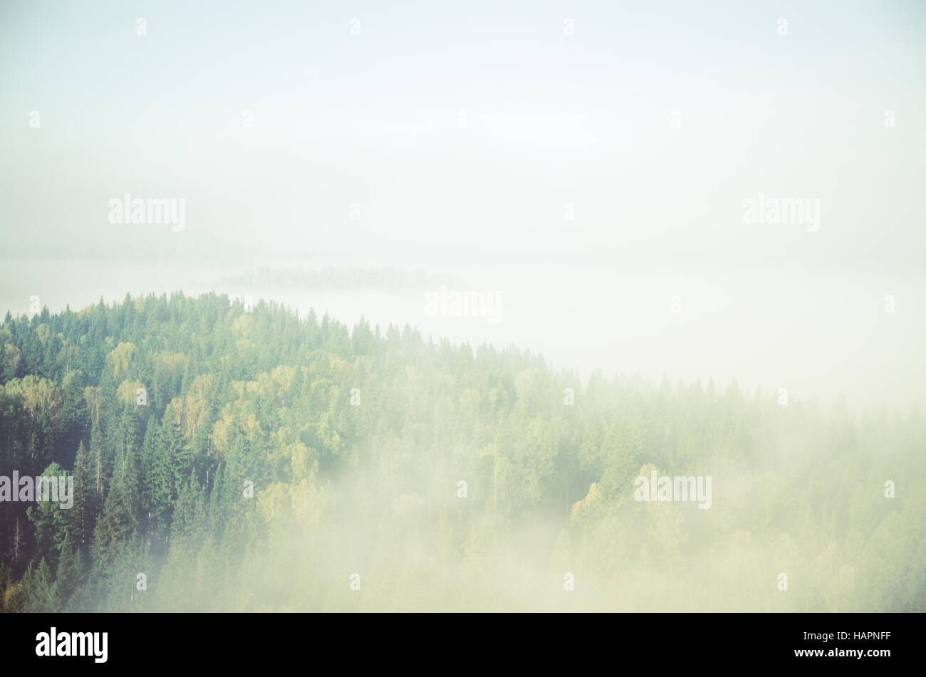 thick fog covered with thick coniferous forest. forest with a bird's ...