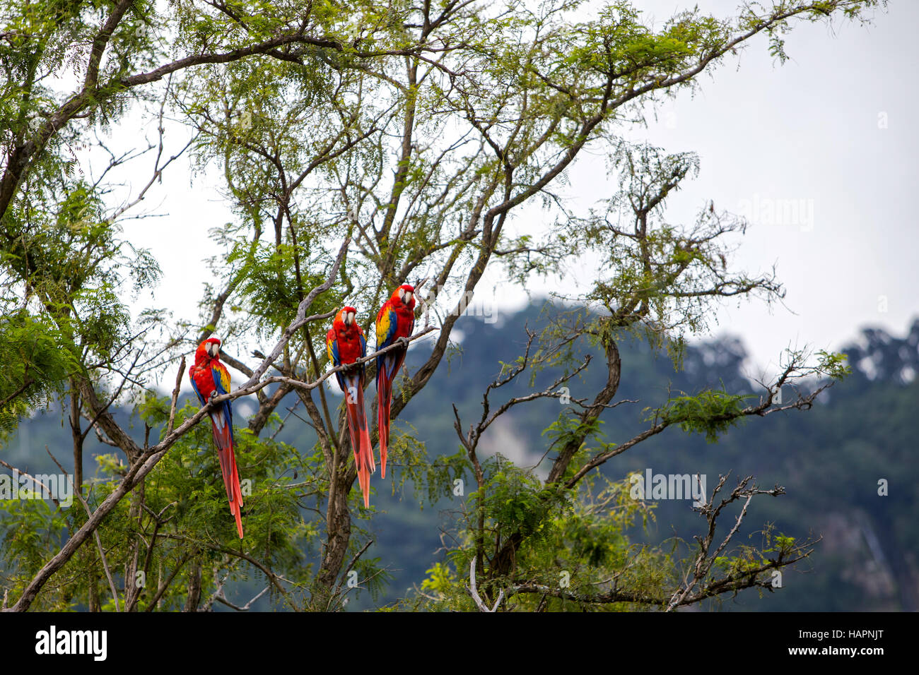 Macaw birds in a tree in the jungle Stock Photo - Alamy