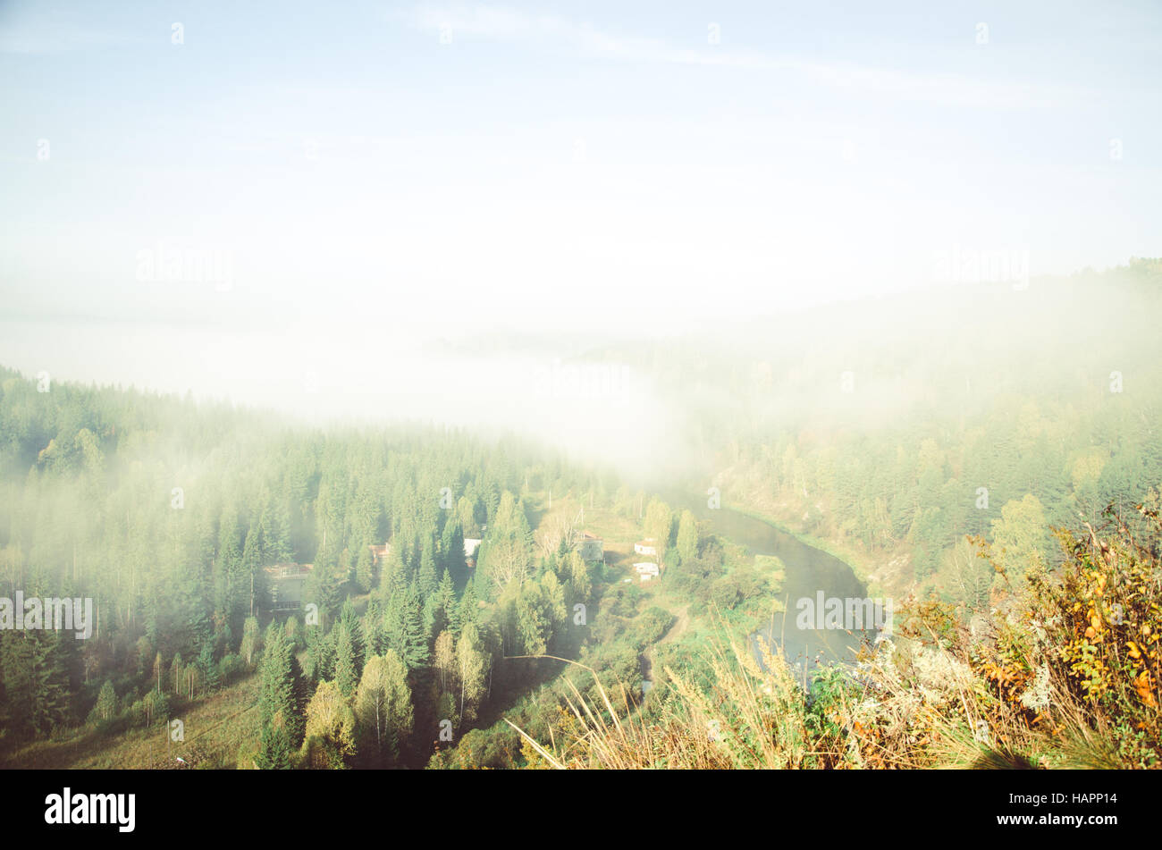 thick fog covered with thick coniferous forest. forest with a bird's ...