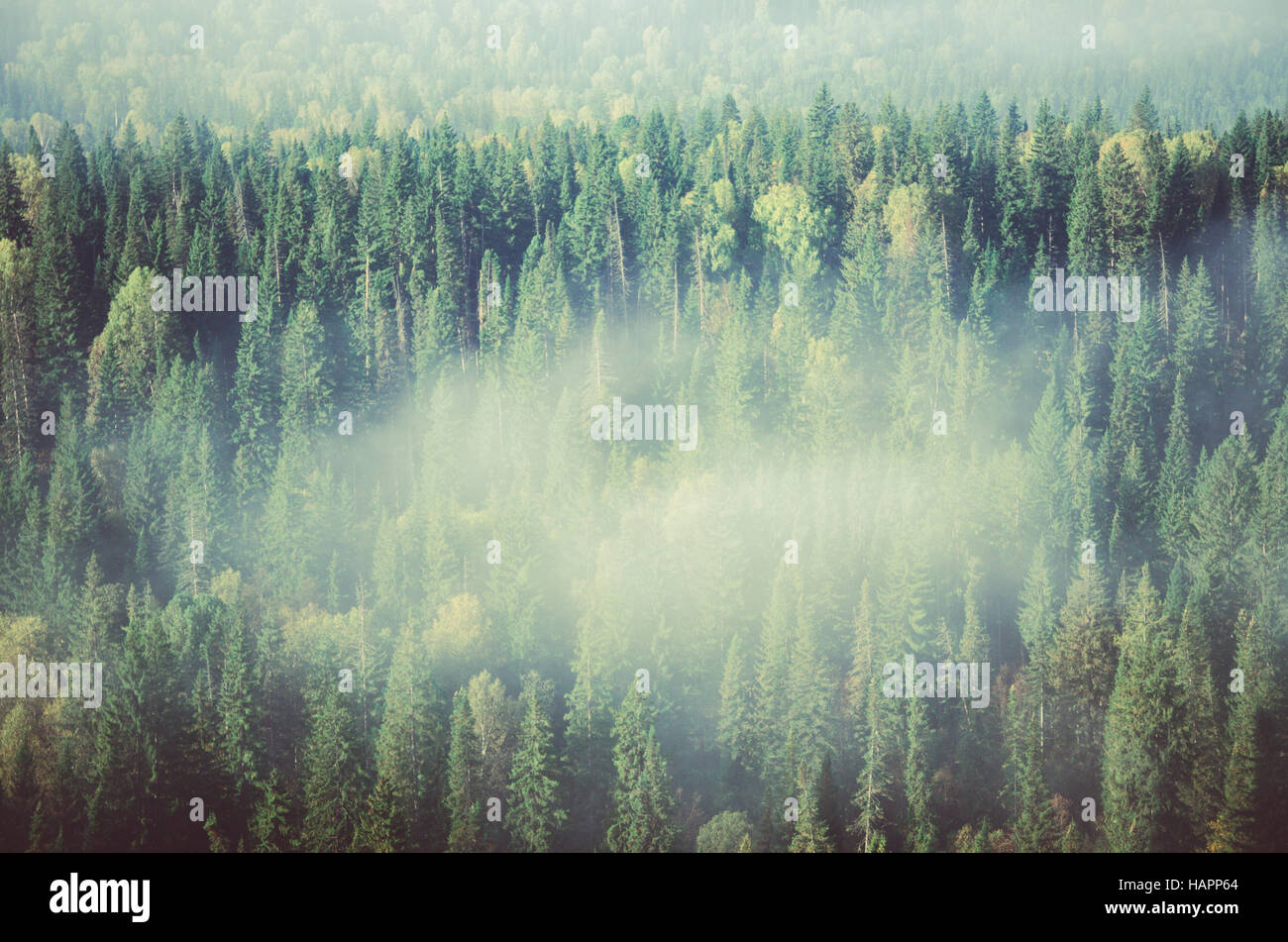 thick fog covered with thick coniferous forest. forest with a bird's ...