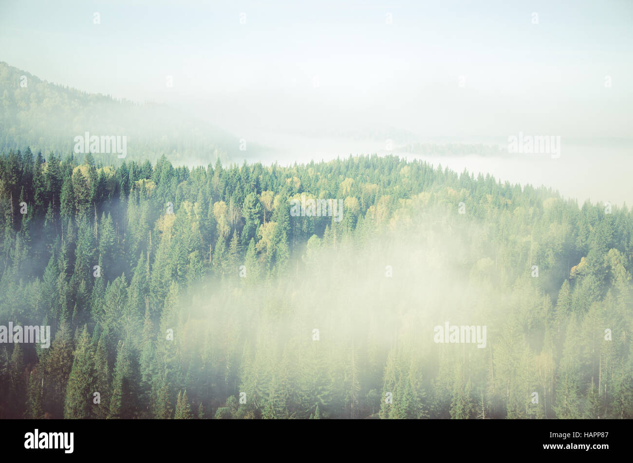 thick fog covered with thick coniferous forest. forest with a bird's ...