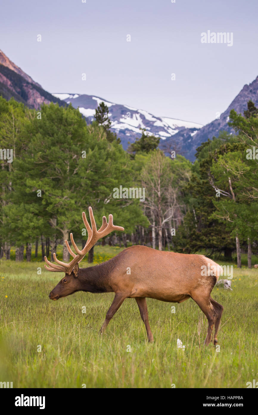 Male elk in a field in front of mountains in Rock Mountain National ...