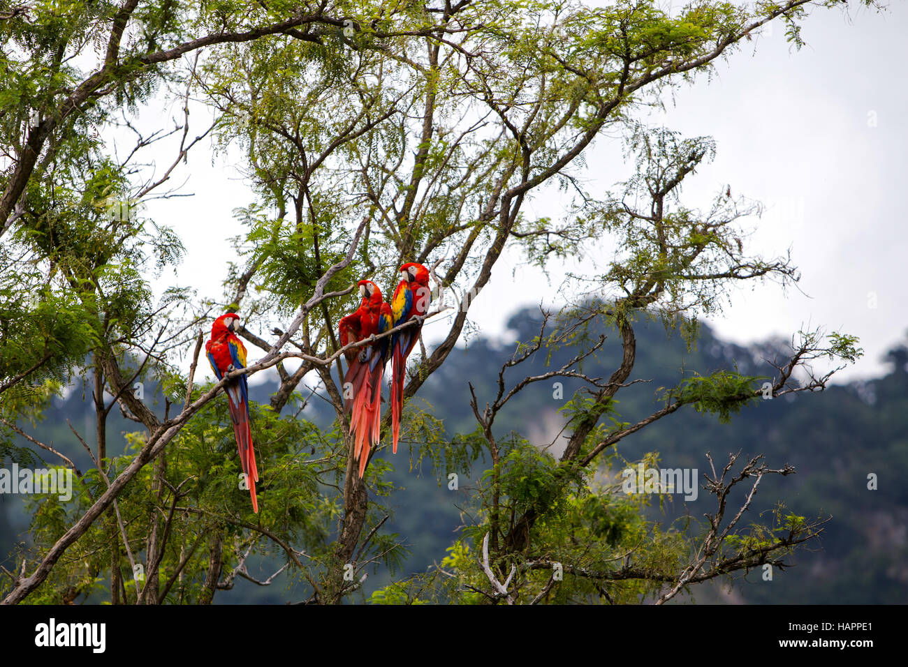 Macaw birds in a tree in a rainforest Stock Photo - Alamy