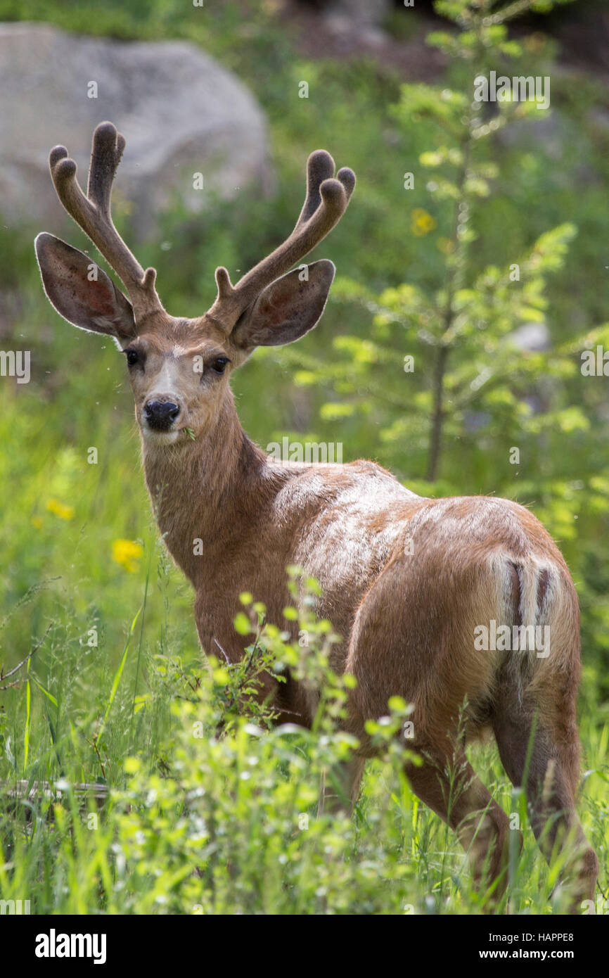 Male dear hi-res stock photography and images - Alamy