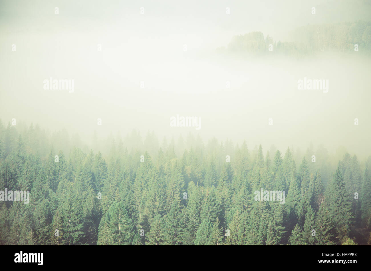 thick fog covered with thick coniferous forest. forest with a bird's ...