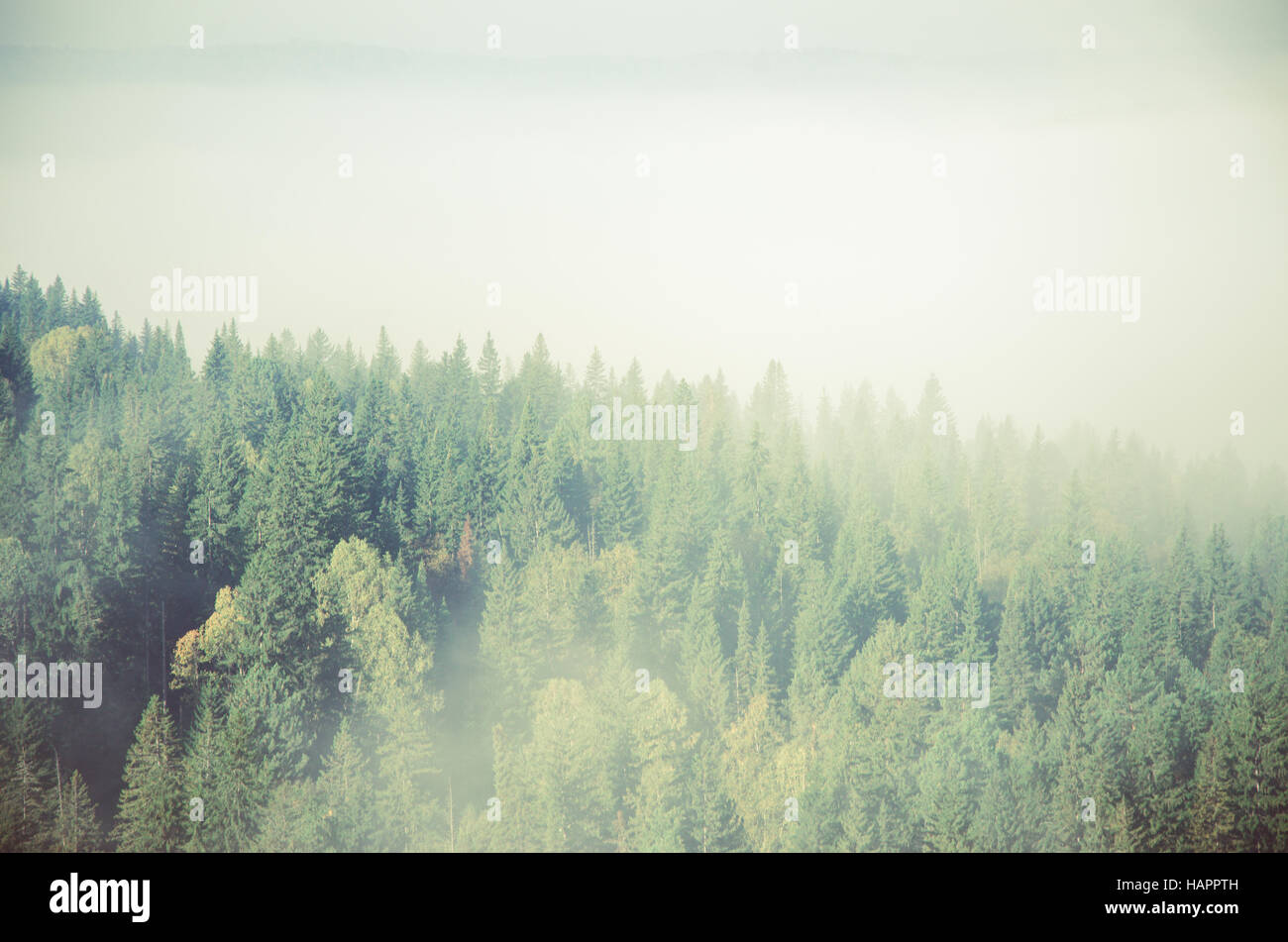thick fog covered with thick coniferous forest. forest with a bird's ...