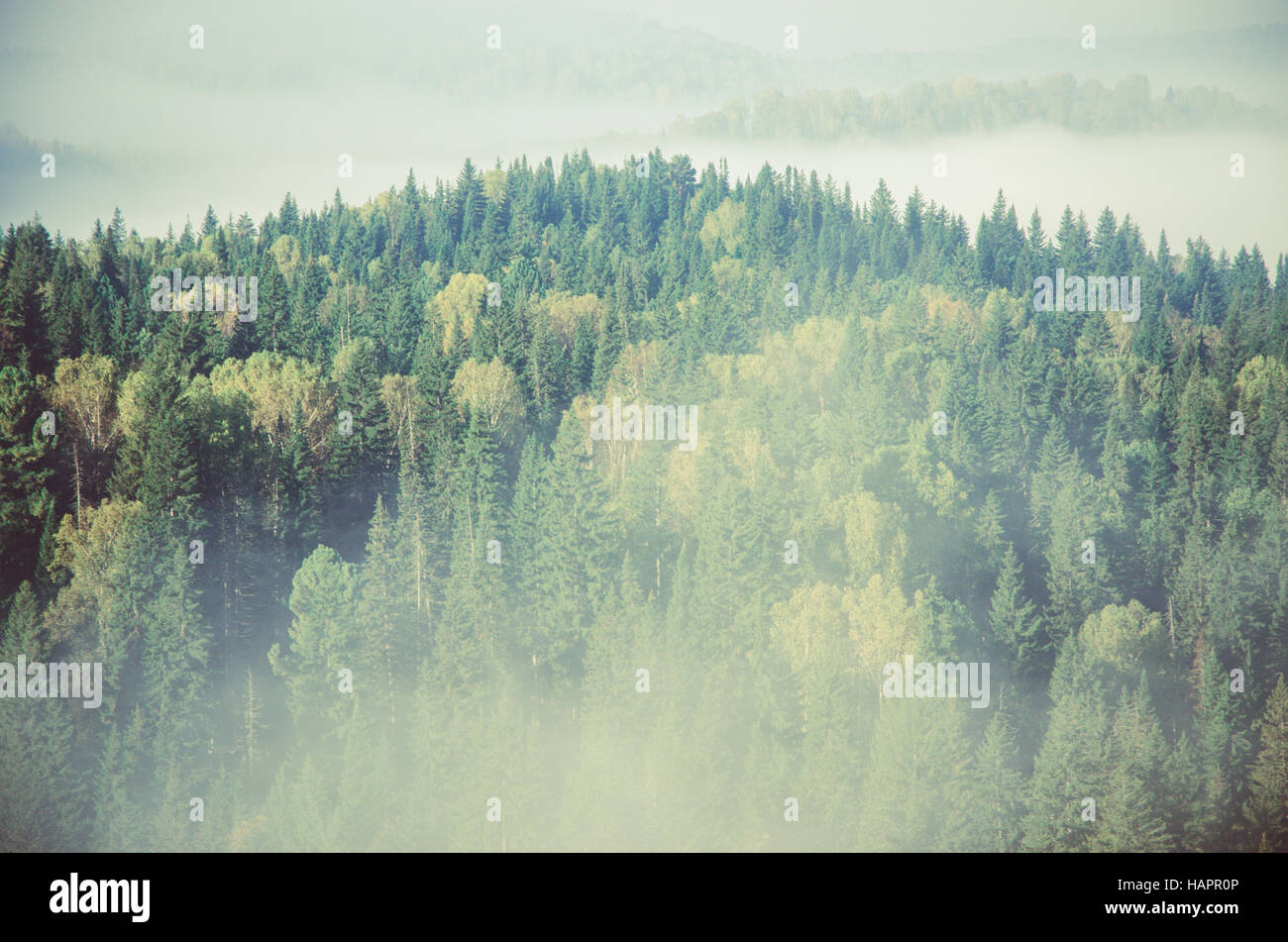 thick fog covered with thick coniferous forest. forest with a bird's ...