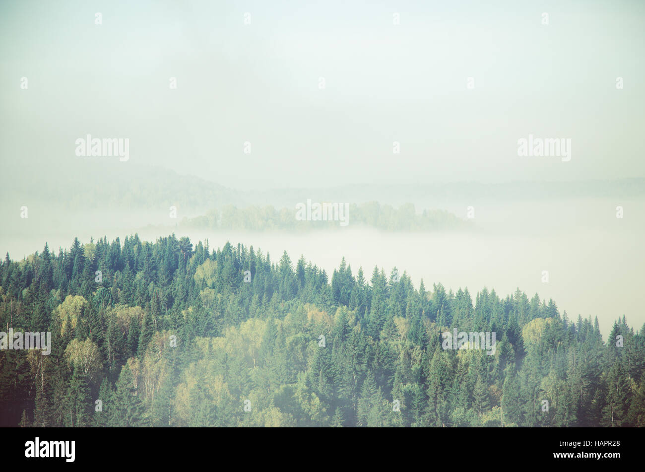 thick fog covered with thick coniferous forest. forest with a bird's ...