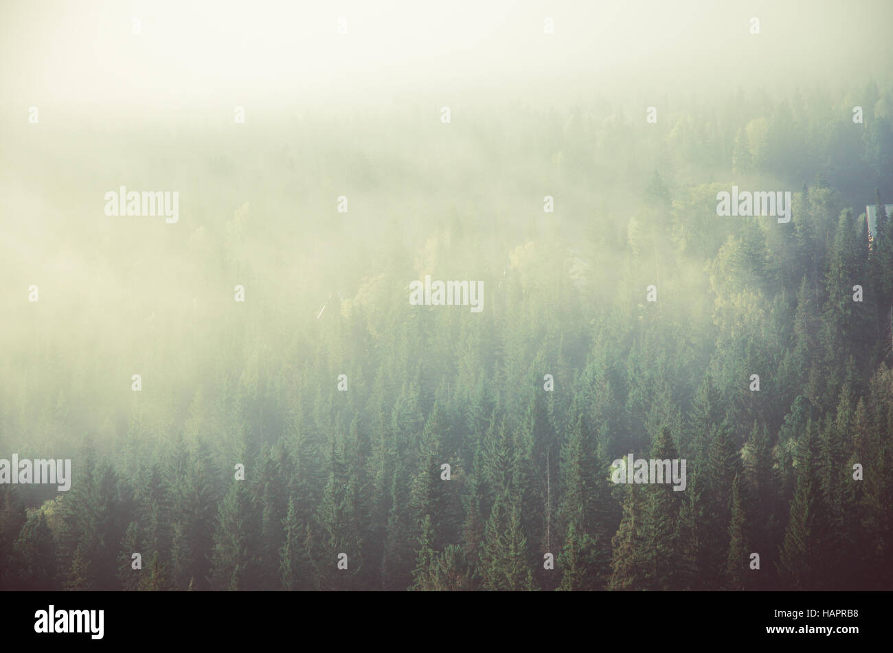 thick fog covered with thick coniferous forest. forest with a bird's ...