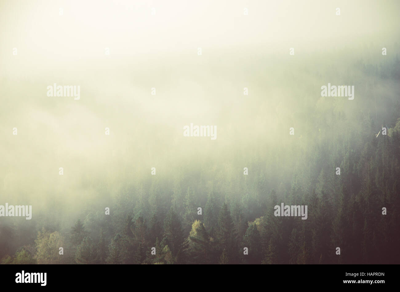 thick fog covered with thick coniferous forest. forest with a bird's ...