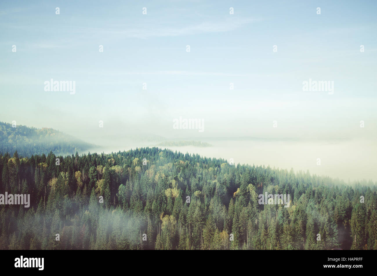 thick fog covered with thick coniferous forest. forest with a bird's ...