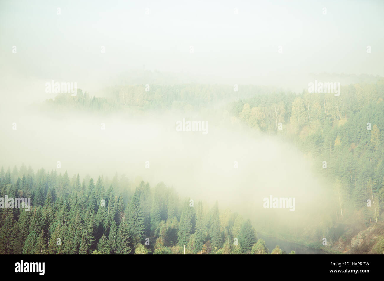 thick fog covered with thick coniferous forest. forest with a bird's ...