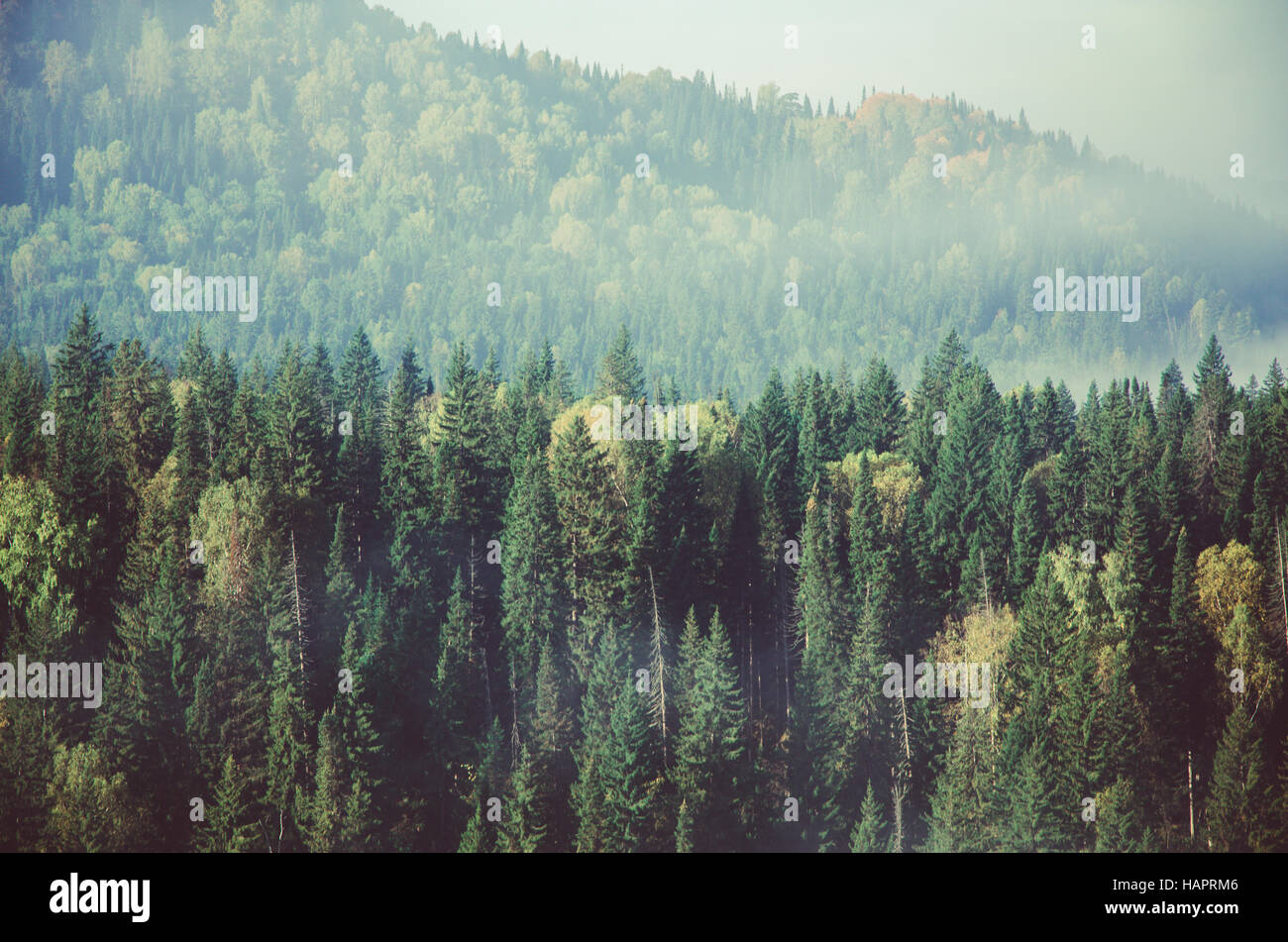 thick fog covered with thick coniferous forest. forest with a bird's ...