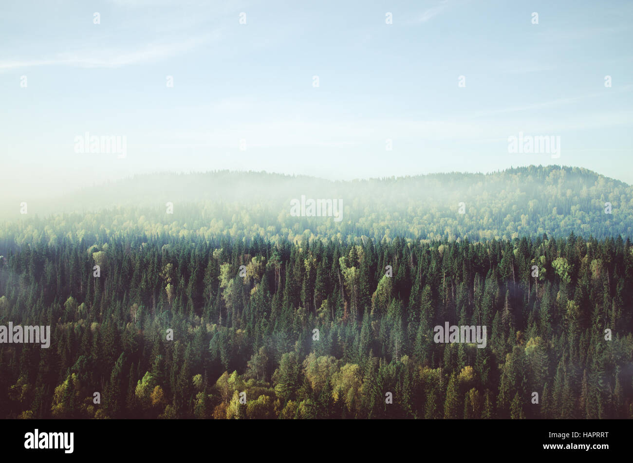 thick fog covered with thick coniferous forest. forest with a bird's ...