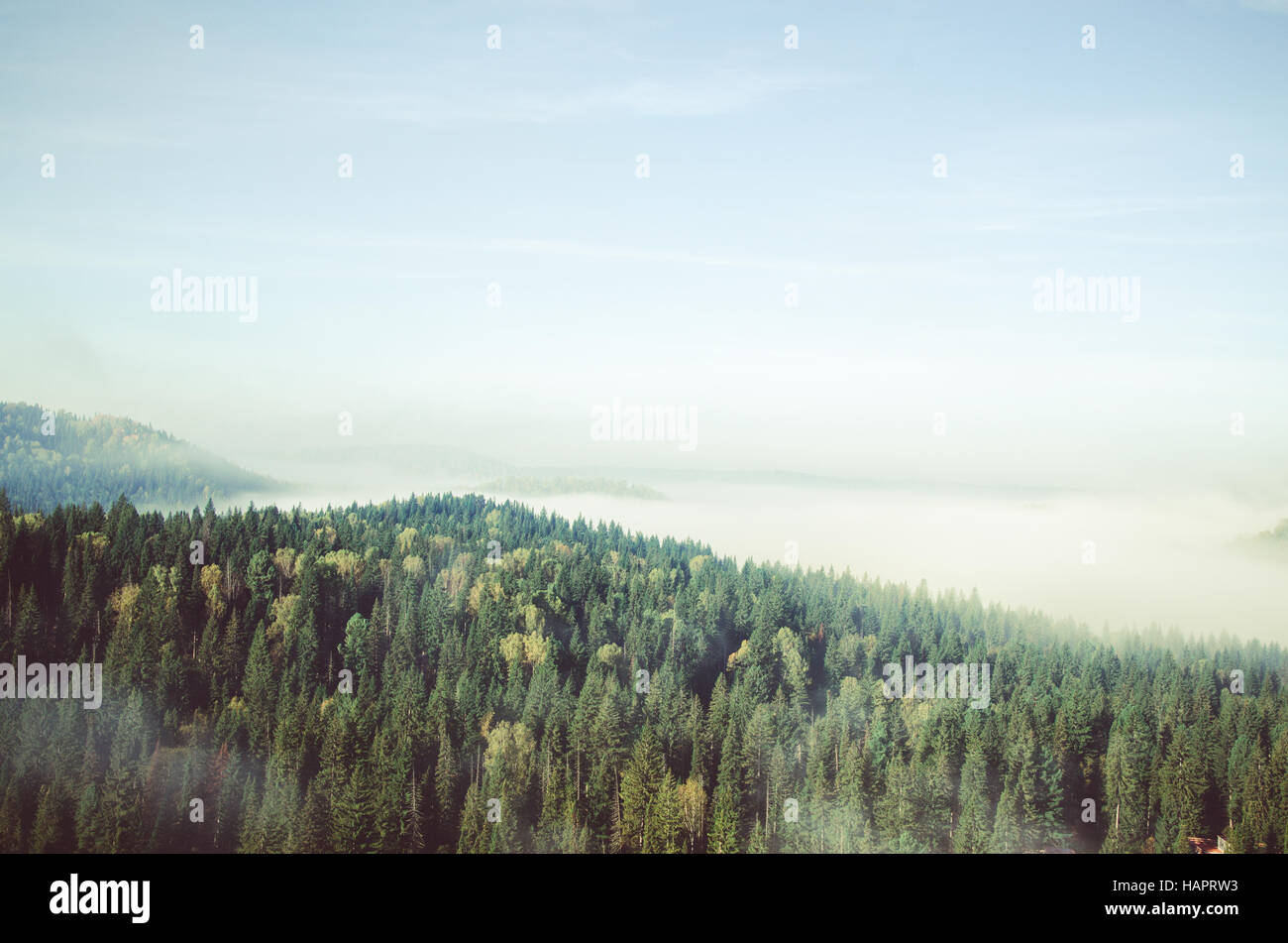 thick fog covered with thick coniferous forest. forest with a bird's ...