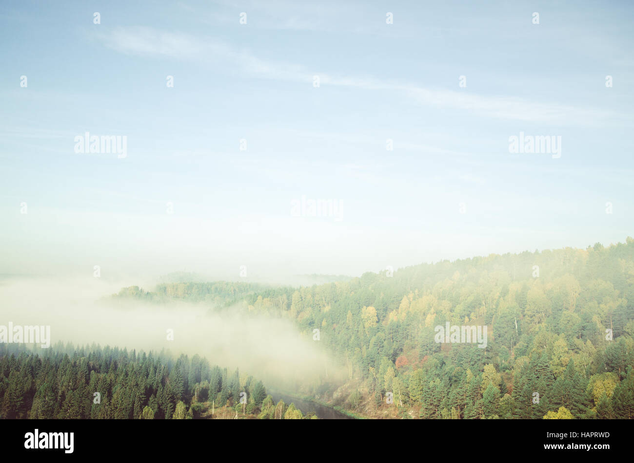 thick fog covered with thick coniferous forest. forest with a bird's ...