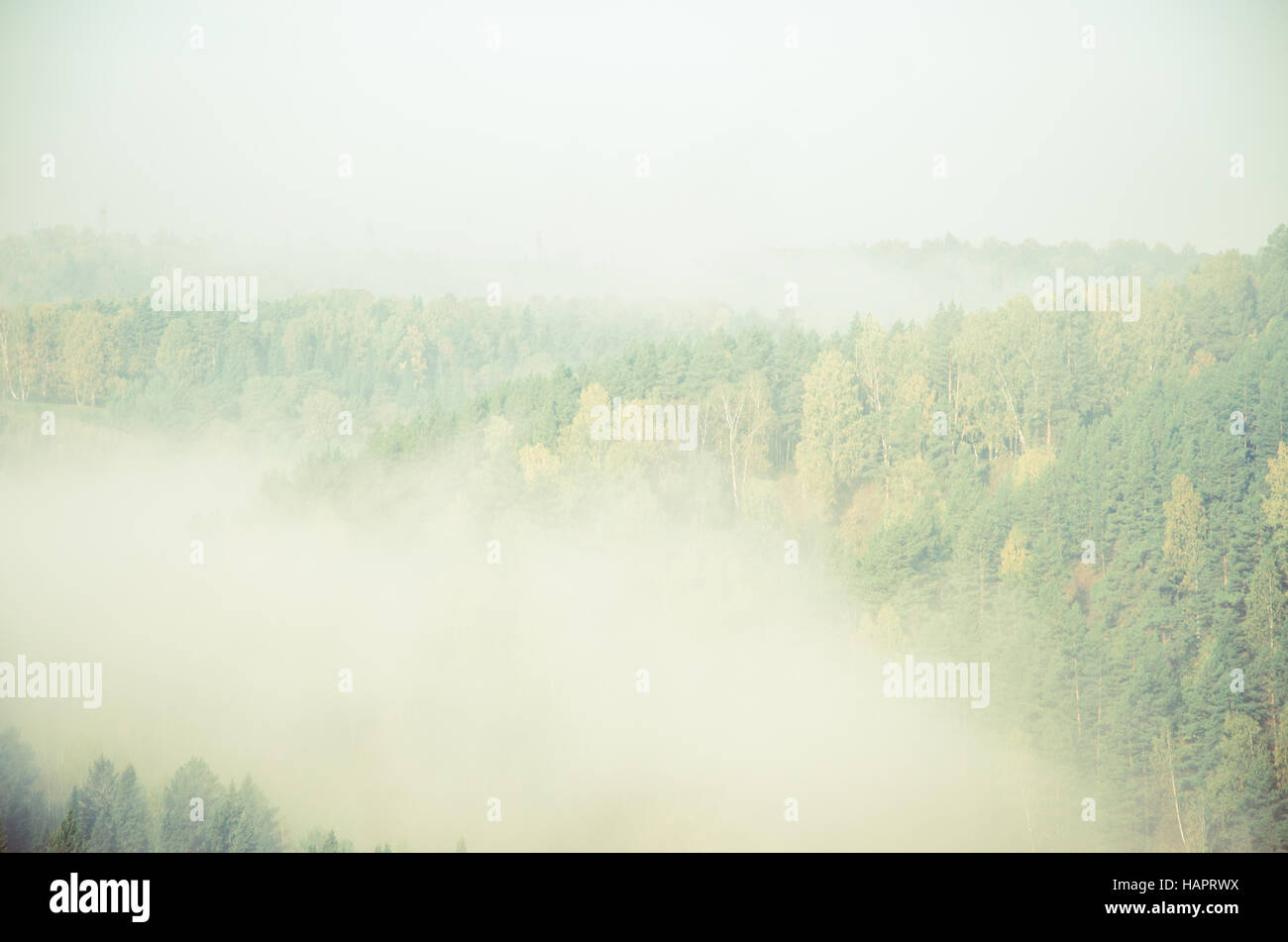 thick fog covered with thick coniferous forest. forest with a bird's ...