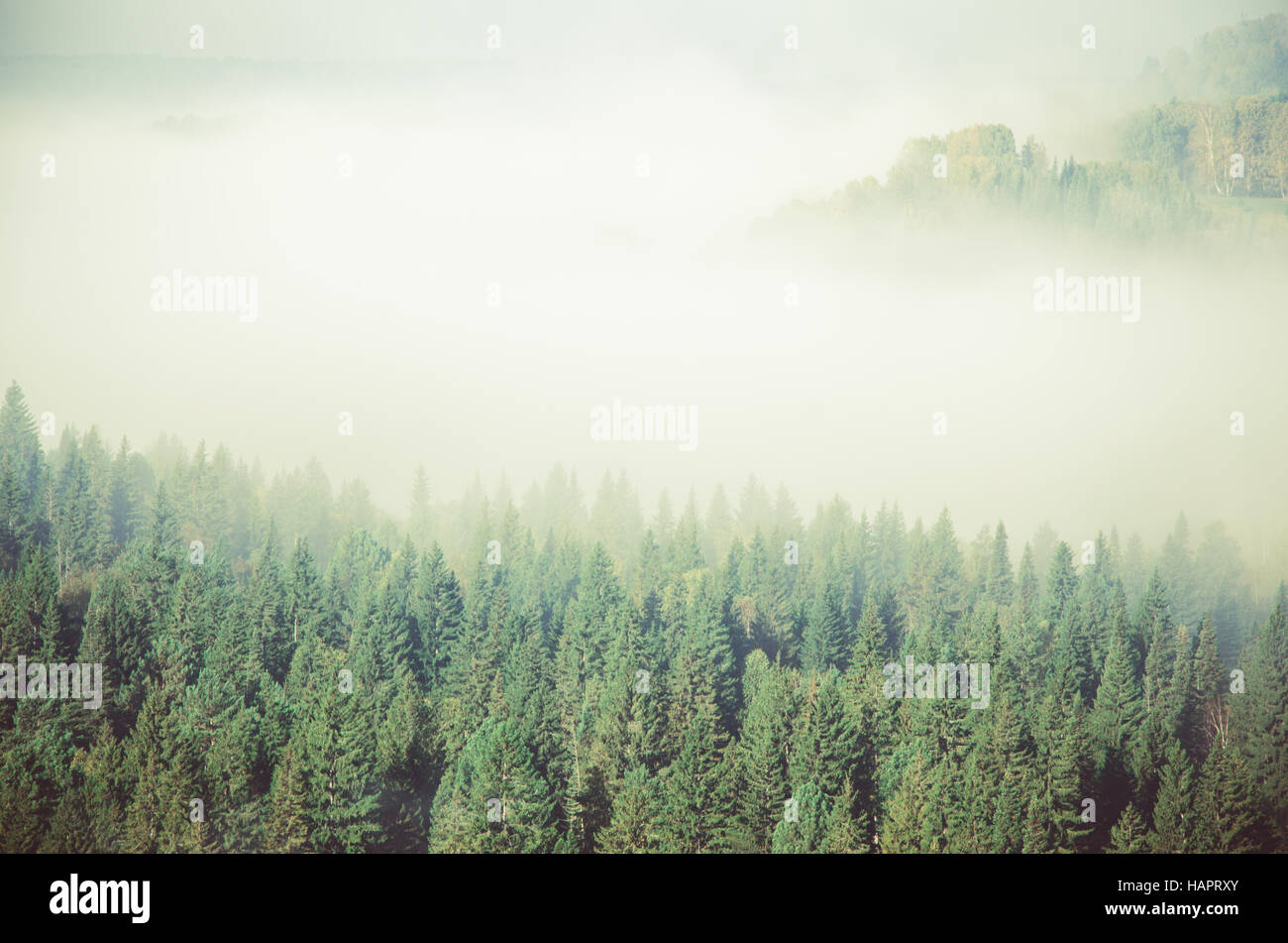 thick fog covered with thick coniferous forest. forest with a bird's ...