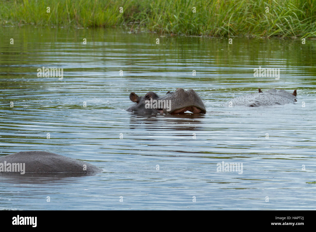 Hippos in water Stock Photo - Alamy