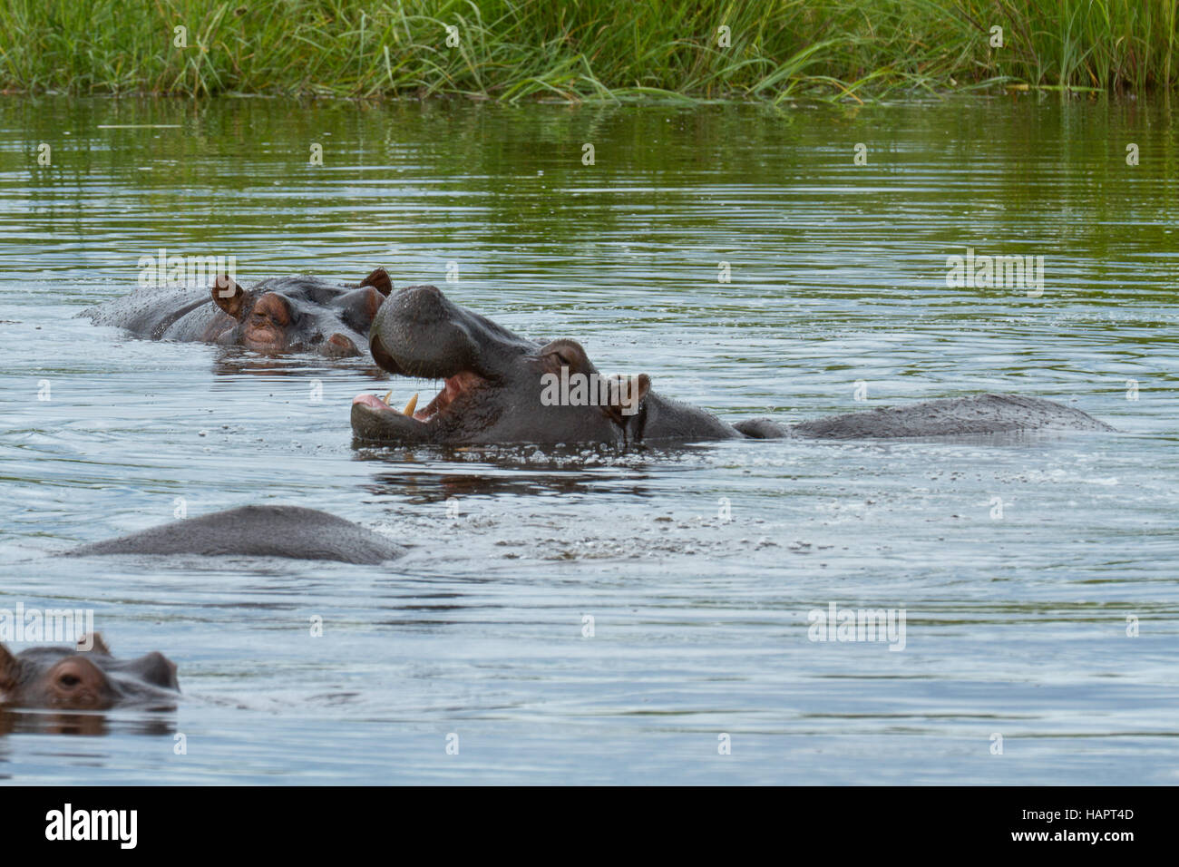 Hippo waling through water Stock Photo - Alamy