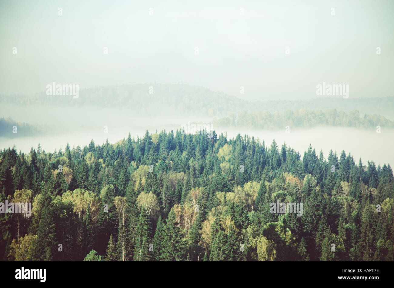 thick fog covered with thick coniferous forest. forest with a bird's ...