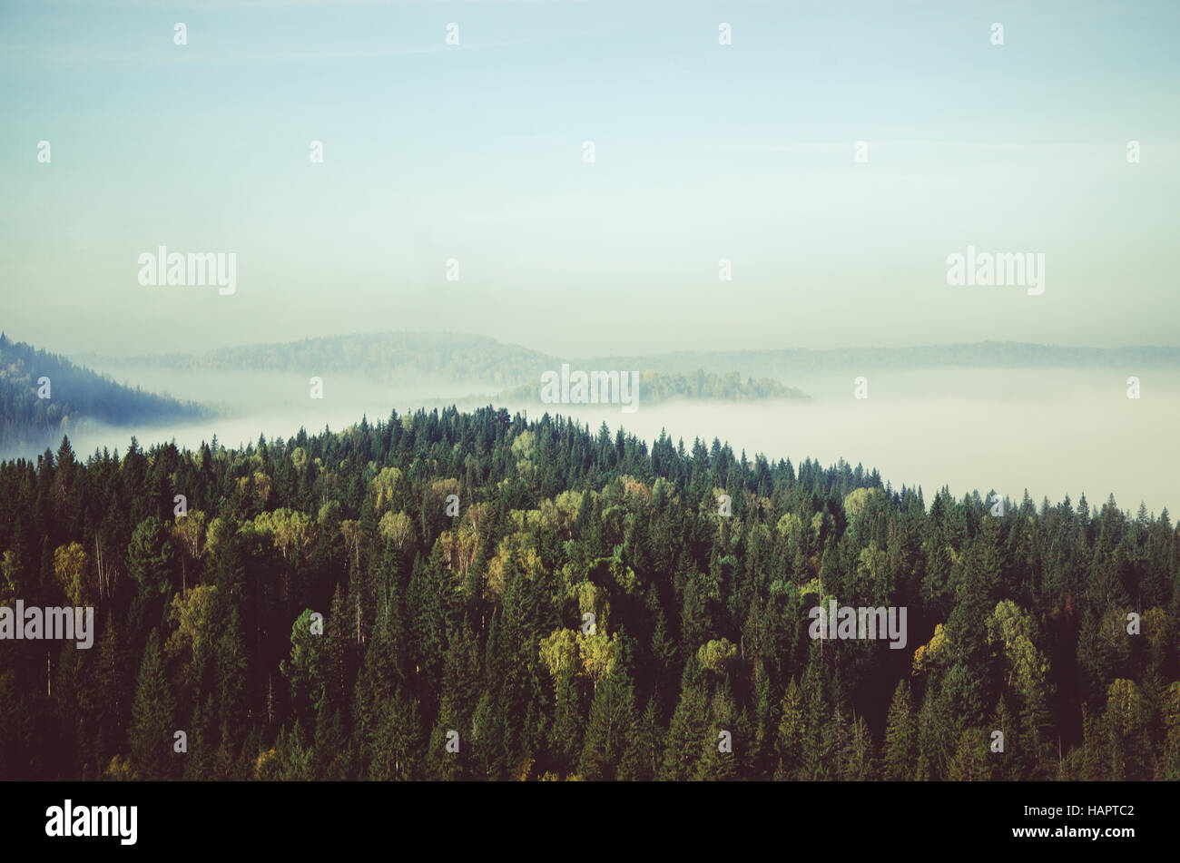 thick fog covered with thick coniferous forest. forest with a bird's ...