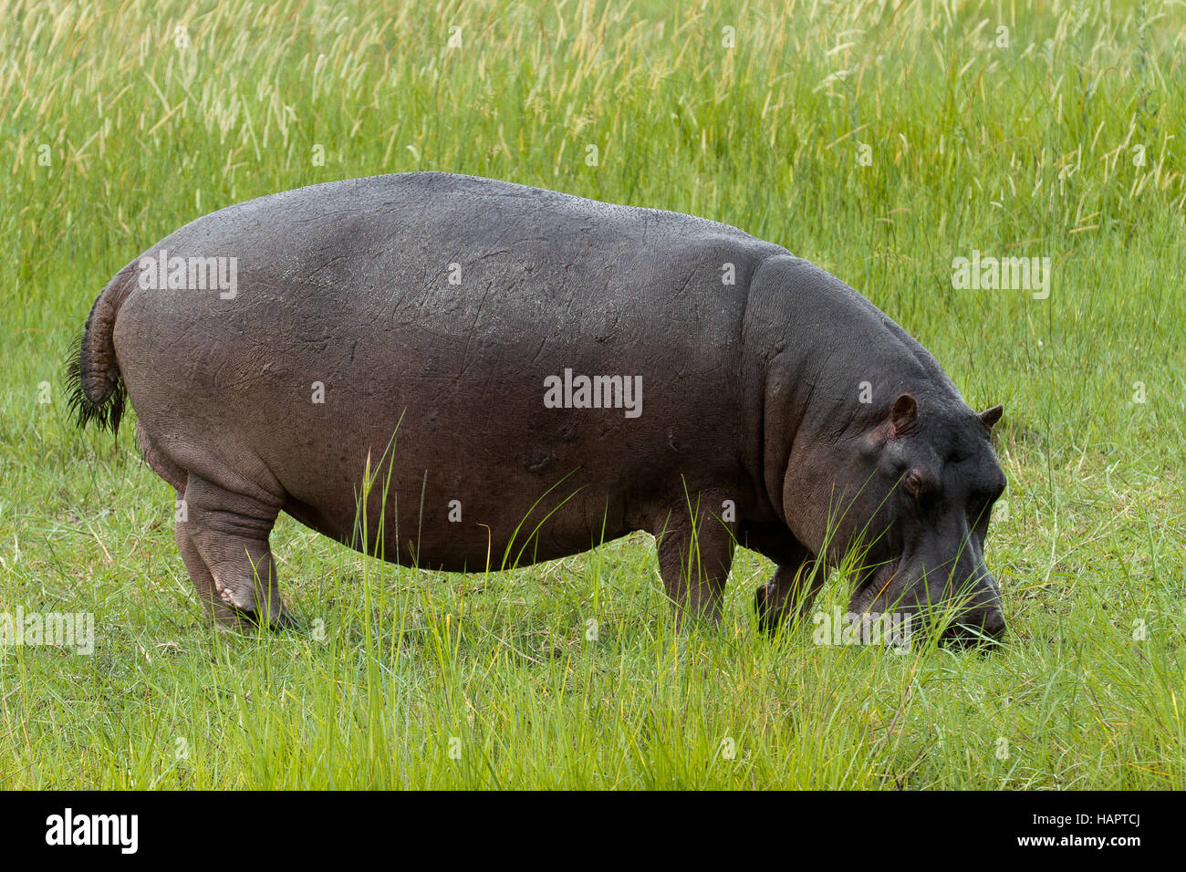 Hippo feeding hi-res stock photography and images - Alamy