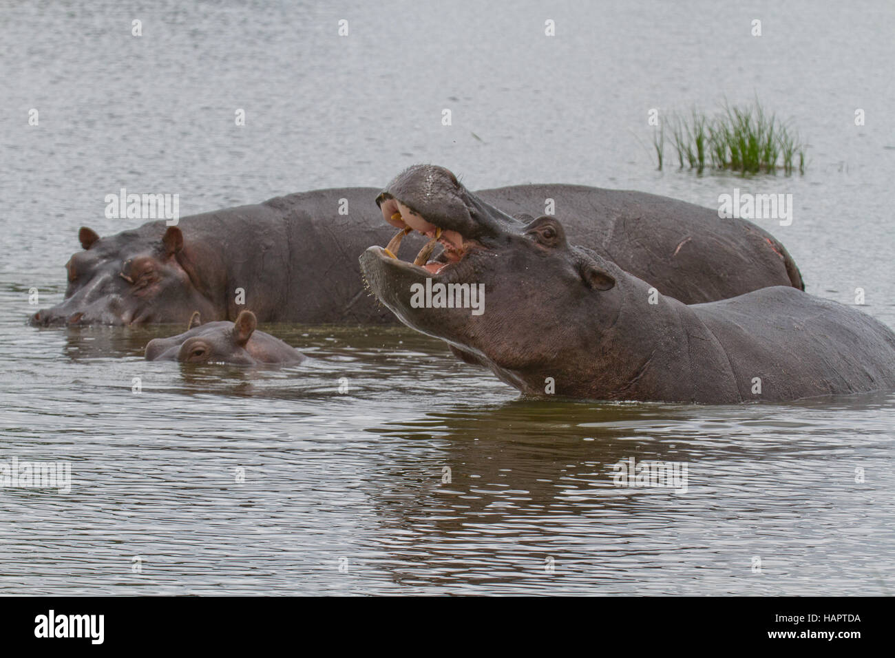 Family nat hi-res stock photography and images - Alamy
