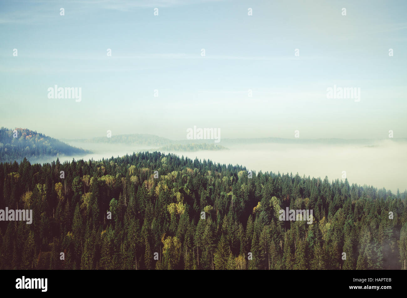 thick fog covered with thick coniferous forest. forest with a bird's ...