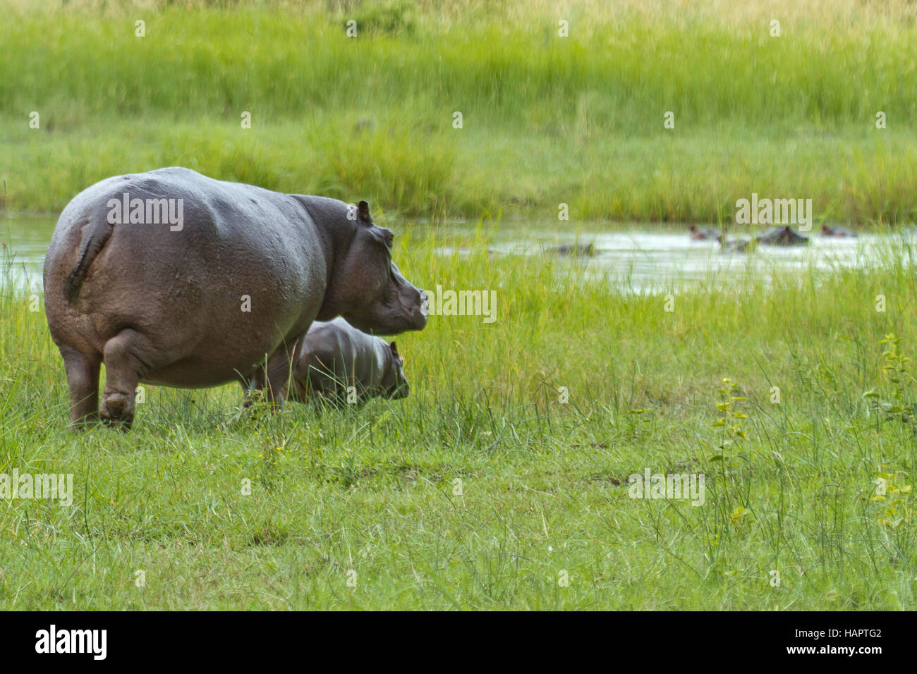 Hippo with its young Stock Photo - Alamy