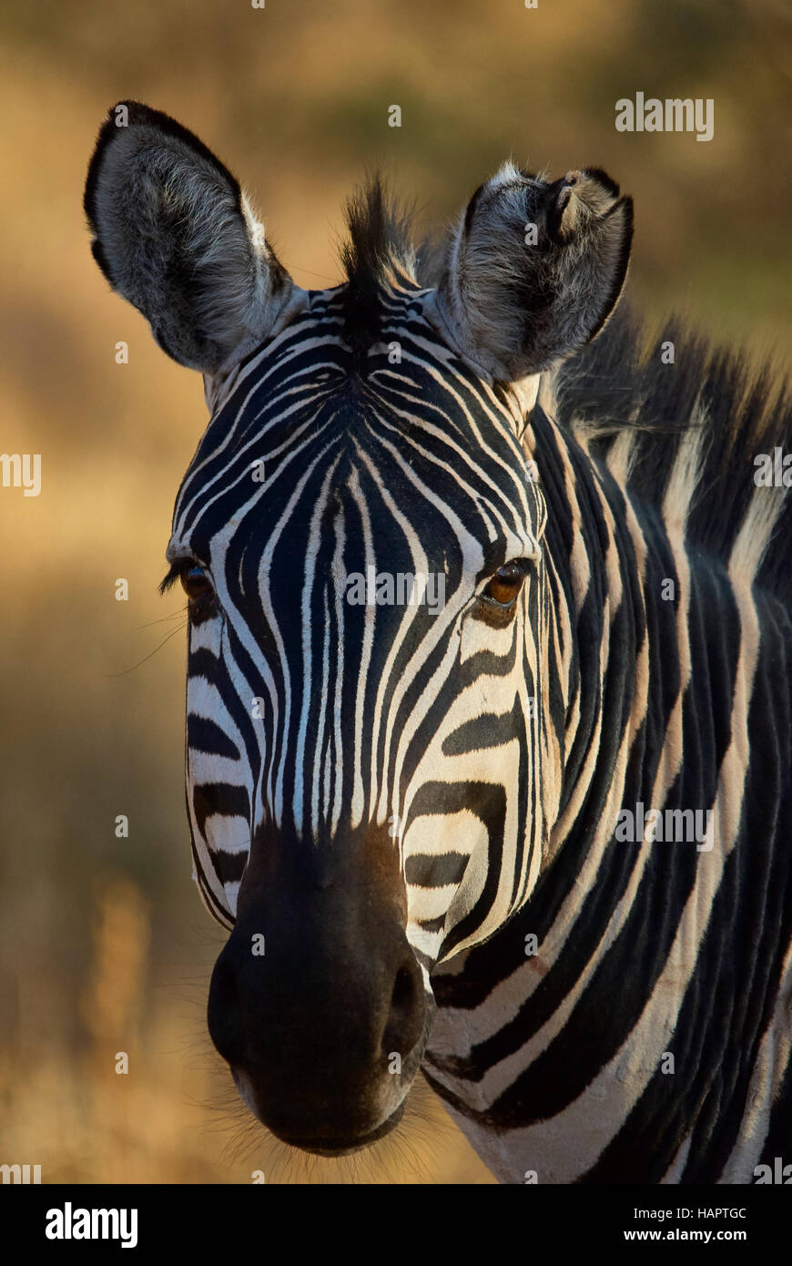 Zebra with a damaged ear, posing for a portrait Stock Photo - Alamy