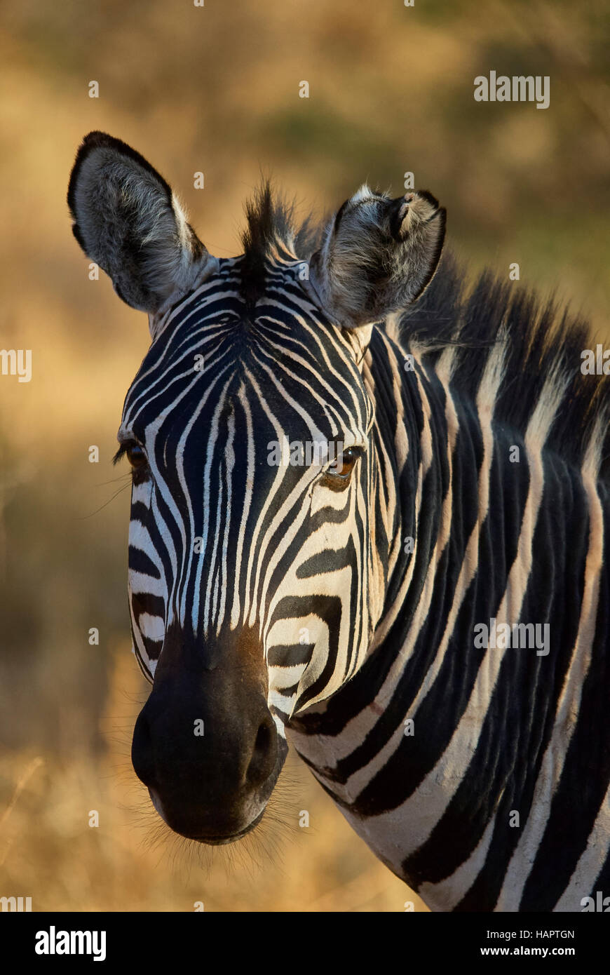 The mane of a common zebra hi-res stock photography and images - Alamy