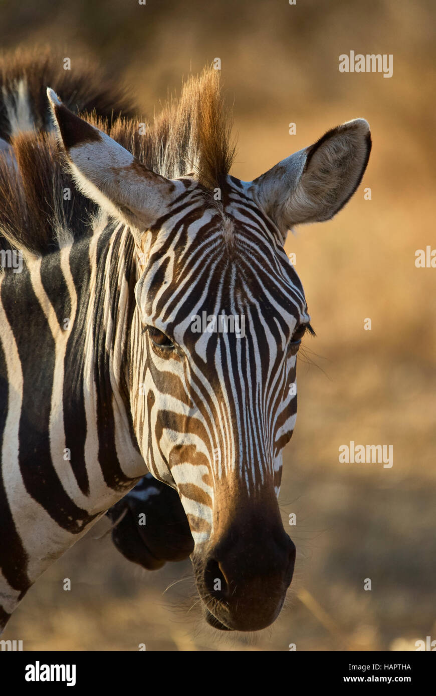 Zebra, posing for a portrait Stock Photo - Alamy