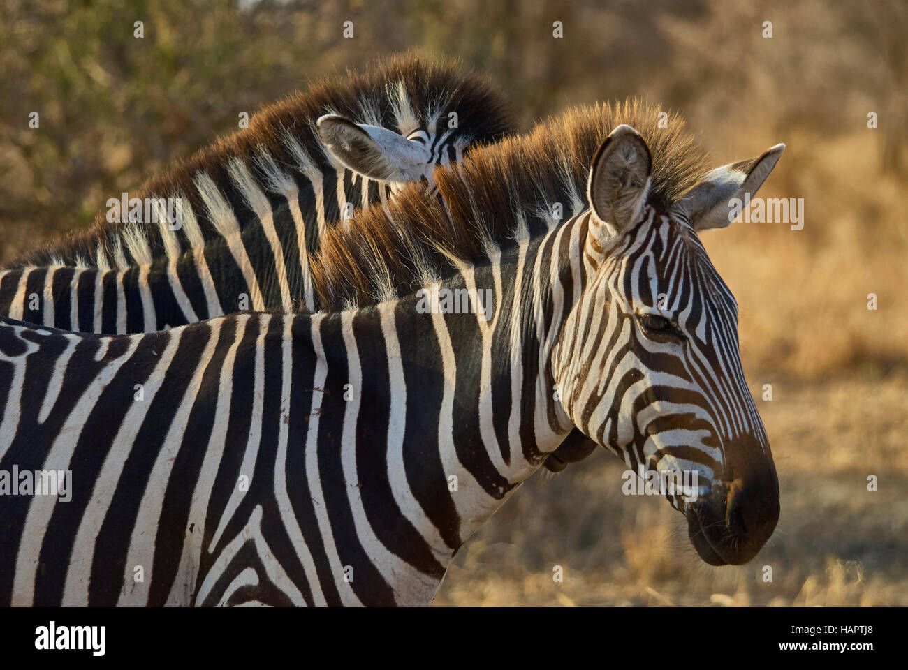 Zebras, passing by closely Stock Photo - Alamy