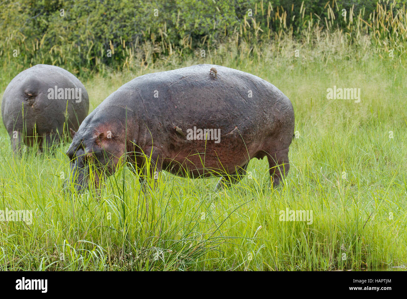 Bird hippopotamus hi-res stock photography and images - Alamy