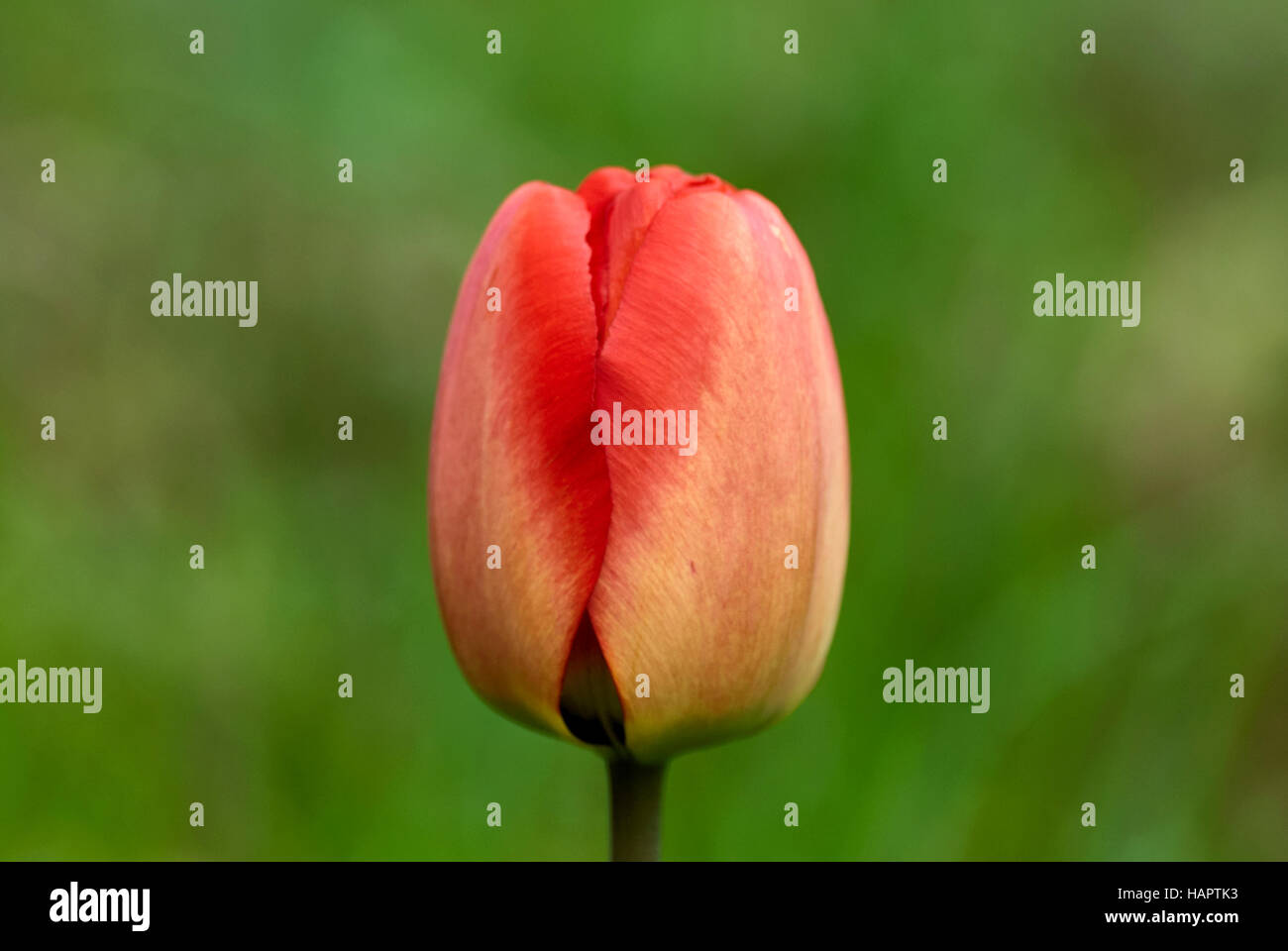 Tulip close up view hi-res stock photography and images - Alamy