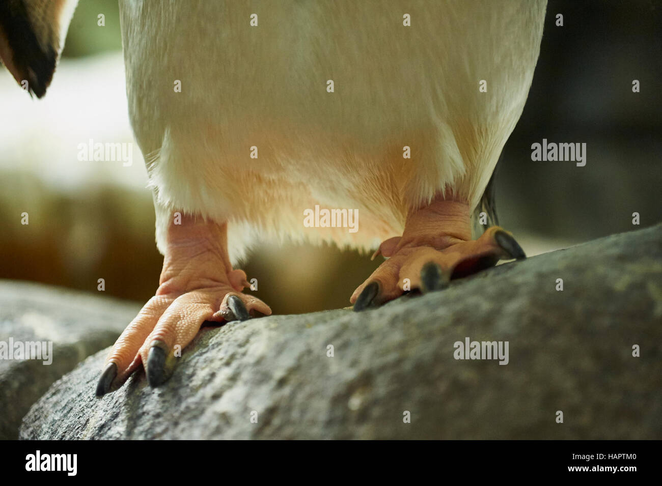 Penguin feet hi-res stock photography and images - Alamy