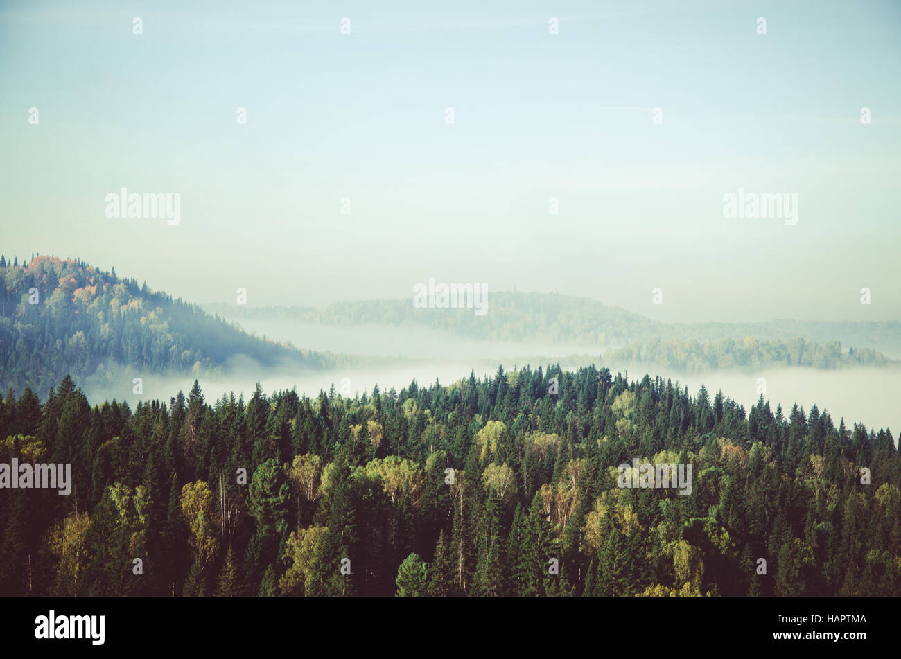 thick fog covered with thick coniferous forest. forest with a bird's ...