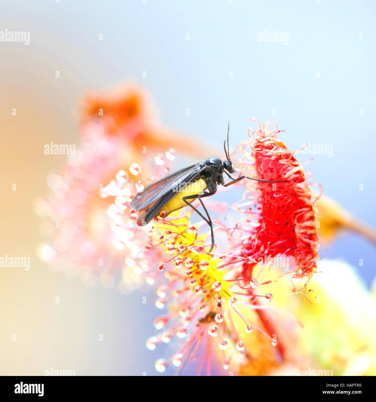 Fungus gnat hi-res stock photography and images - Alamy